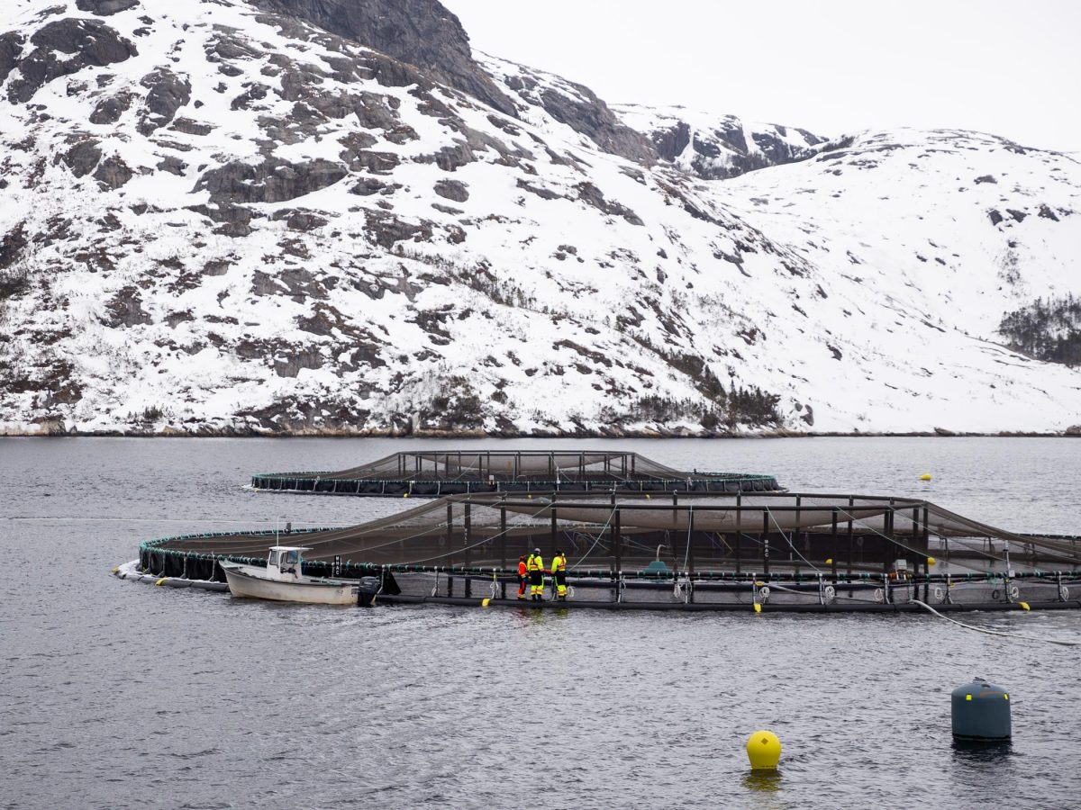 Company Photos - Mowi Canada East Atlantic Salmon Farming
